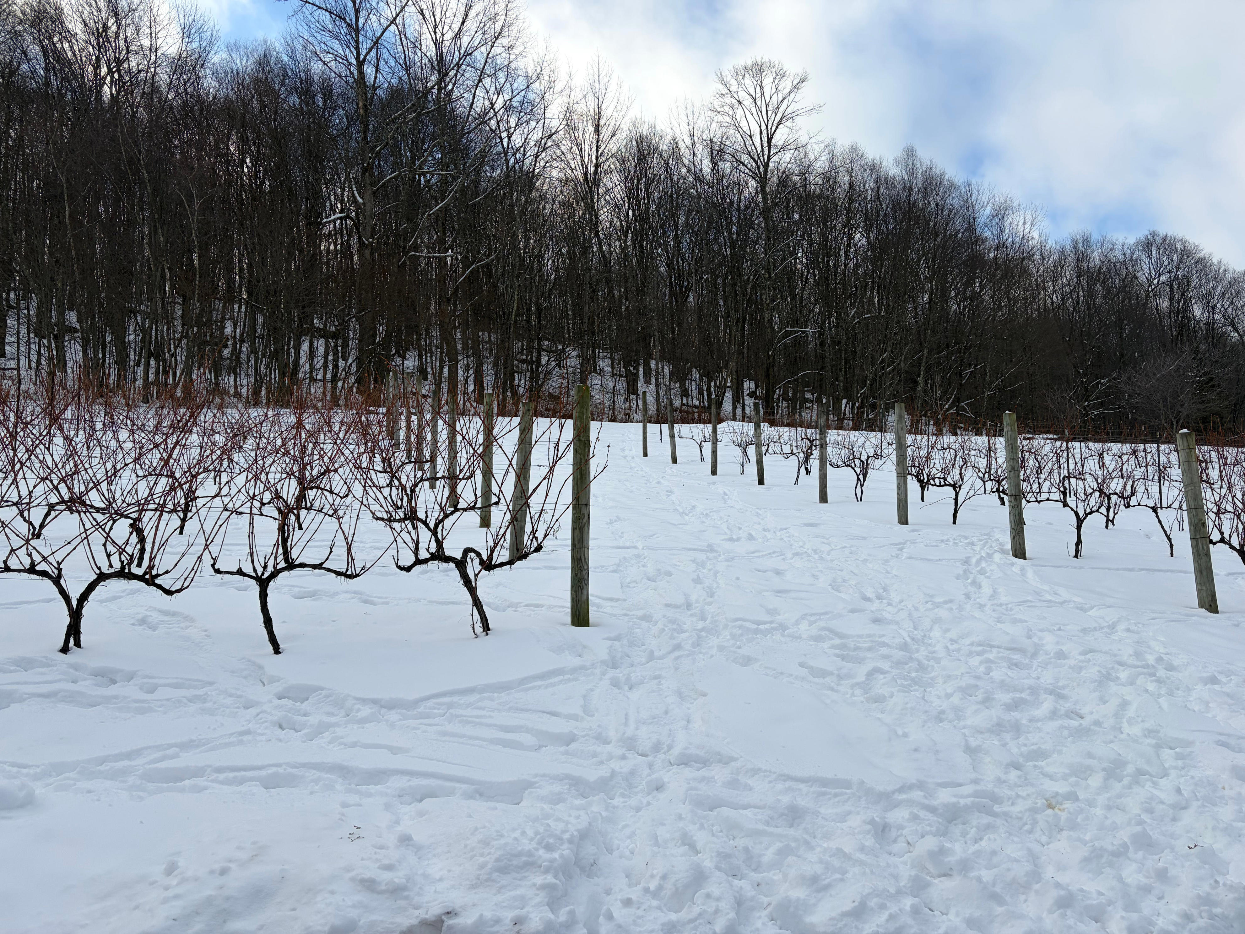 EU downgrades corporate sustainability reporting, US launches ...