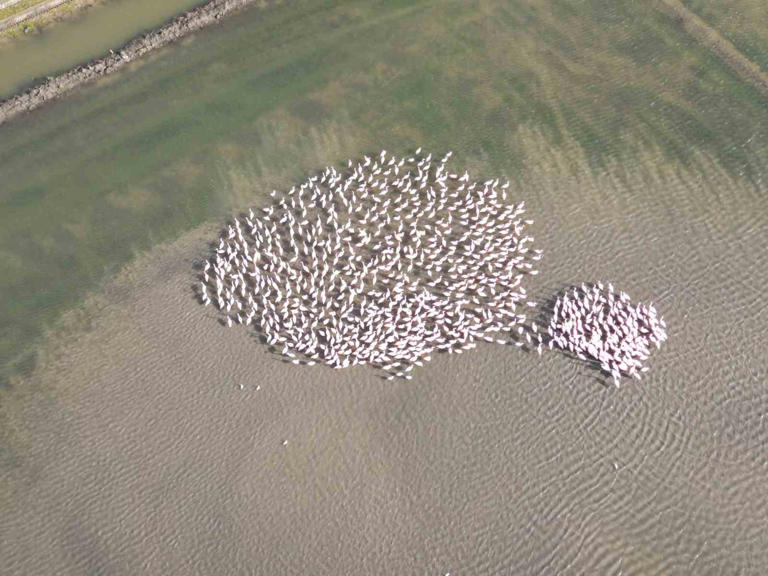 Enez Gala Gölü flamingolara ev sahipliği yapıyor