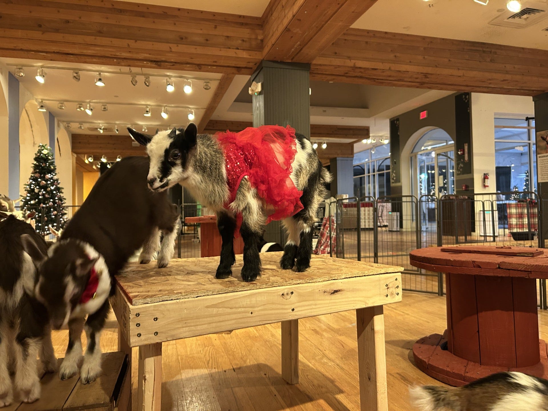 Winter break activities in the Rochester region: See the list