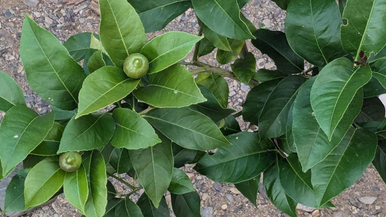 La culture de citronniers, possible au Québec?