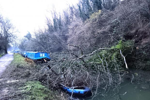 Fallen tree blocks canal in Wiltshire