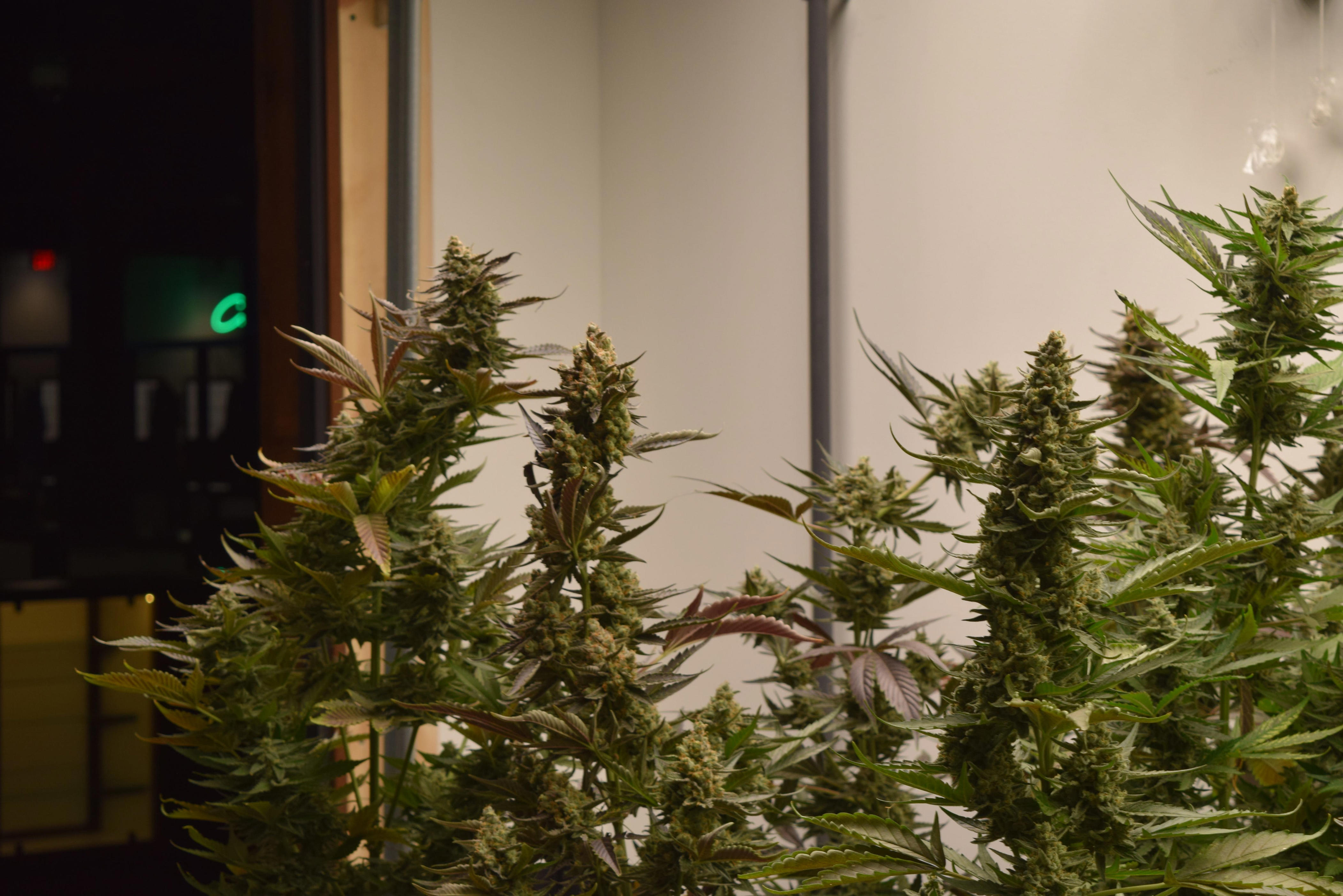 Trump reclassifies marijuana. What does that mean for NC, the US?