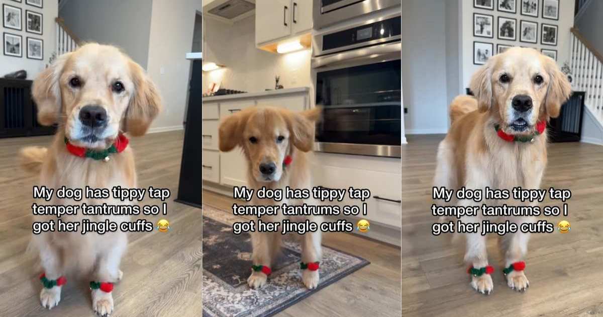 Video: Dog's temper tantrums get a Christmas-y twist