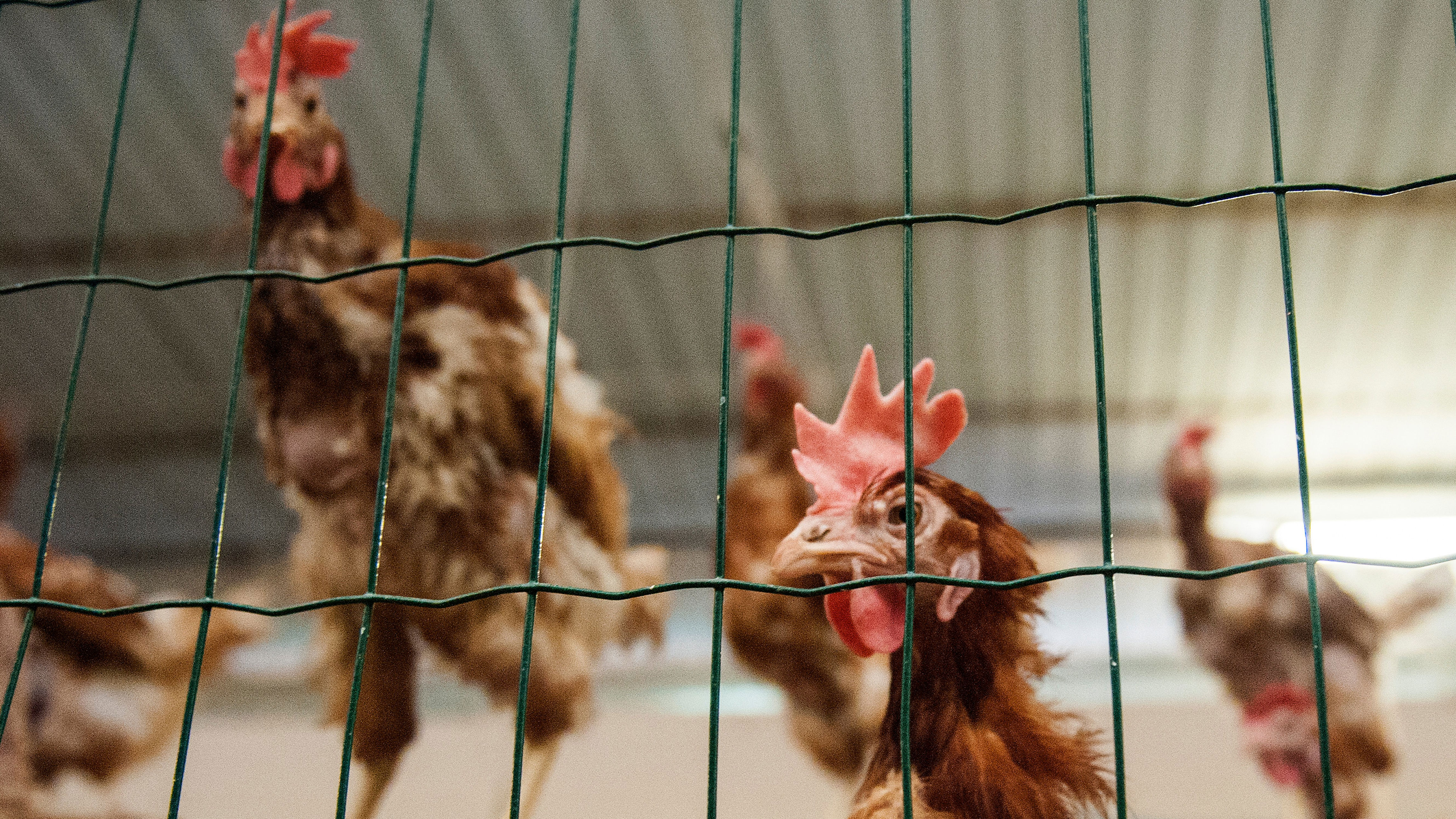 Kolejny kraj zakazuje chowu klatkowego. W Polsce żyje tak 40 mln kur