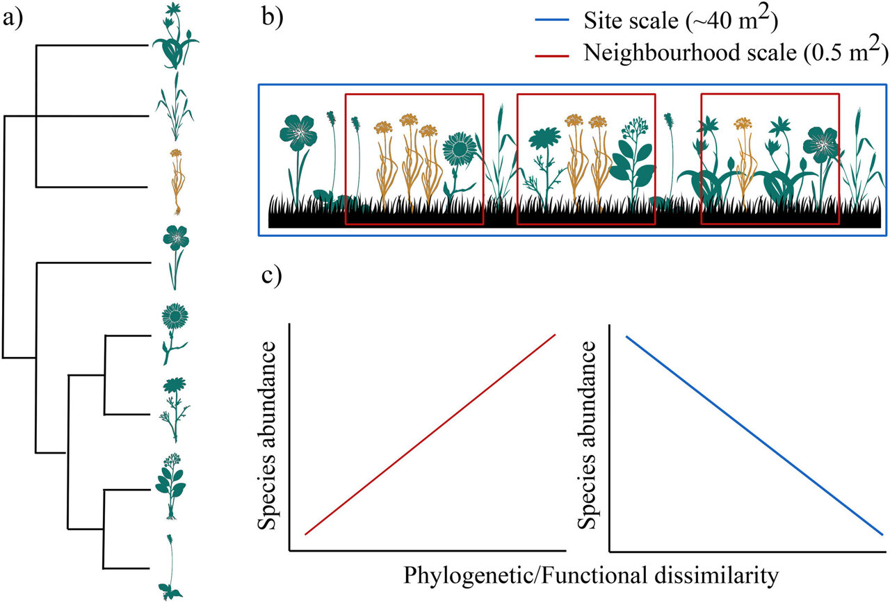 How spatial scale shapes plant invasions