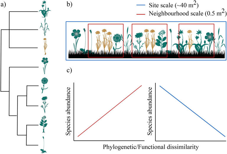 How spatial scale shapes plant invasions