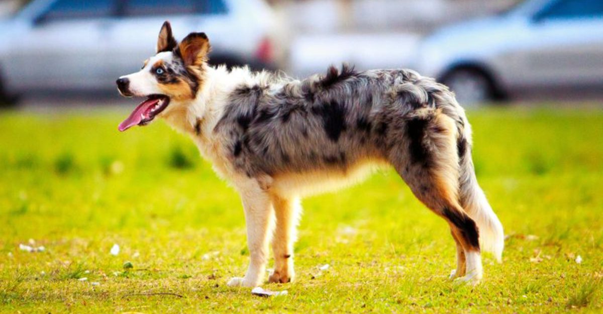 14 dog breeds that are prone to motion sensitivity – try this car-prep ...