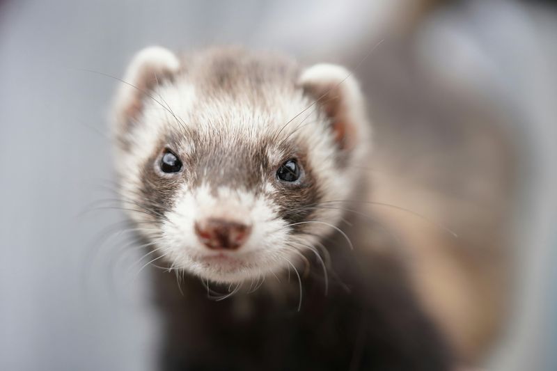 How long do these 10 unique pets really live?