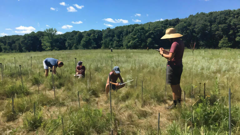How spatial scale shapes plant invasions