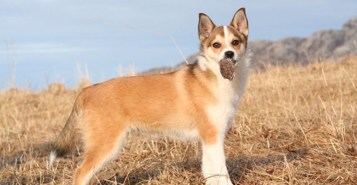 12 dog breeds with built-in special features (webbed feet, extra toes ...