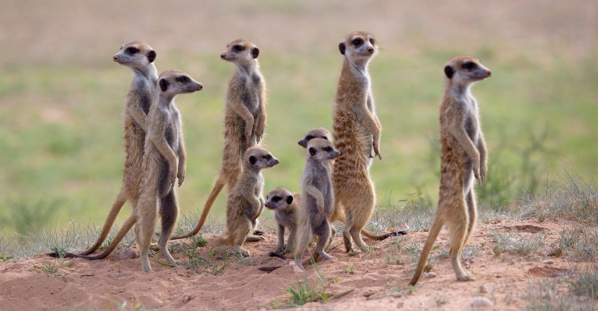 Che animale è Timon? Un focus sul suricata