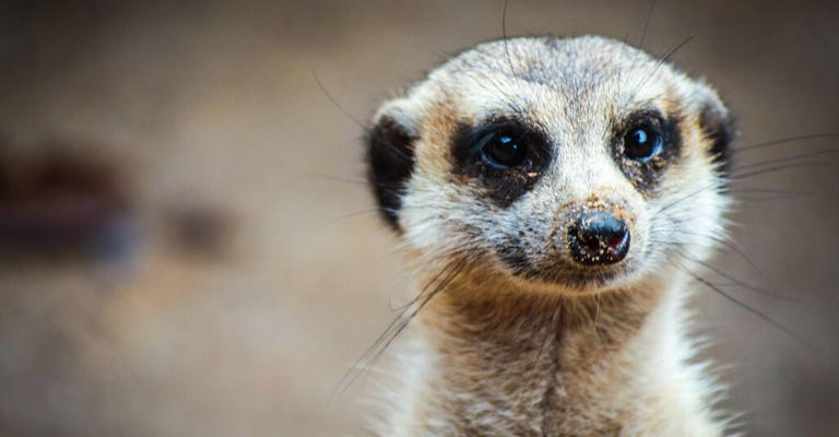 Che animale è Timon? Un focus sul suricata