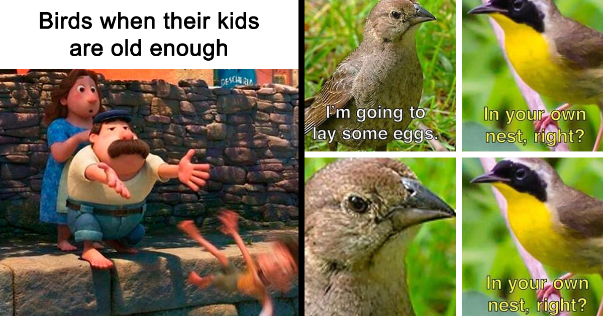 26 of the best birding memes shared on this dedicated Facebook page