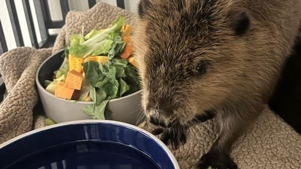 Beaver trapped in reservoir rescued by AFD and animal protection officer