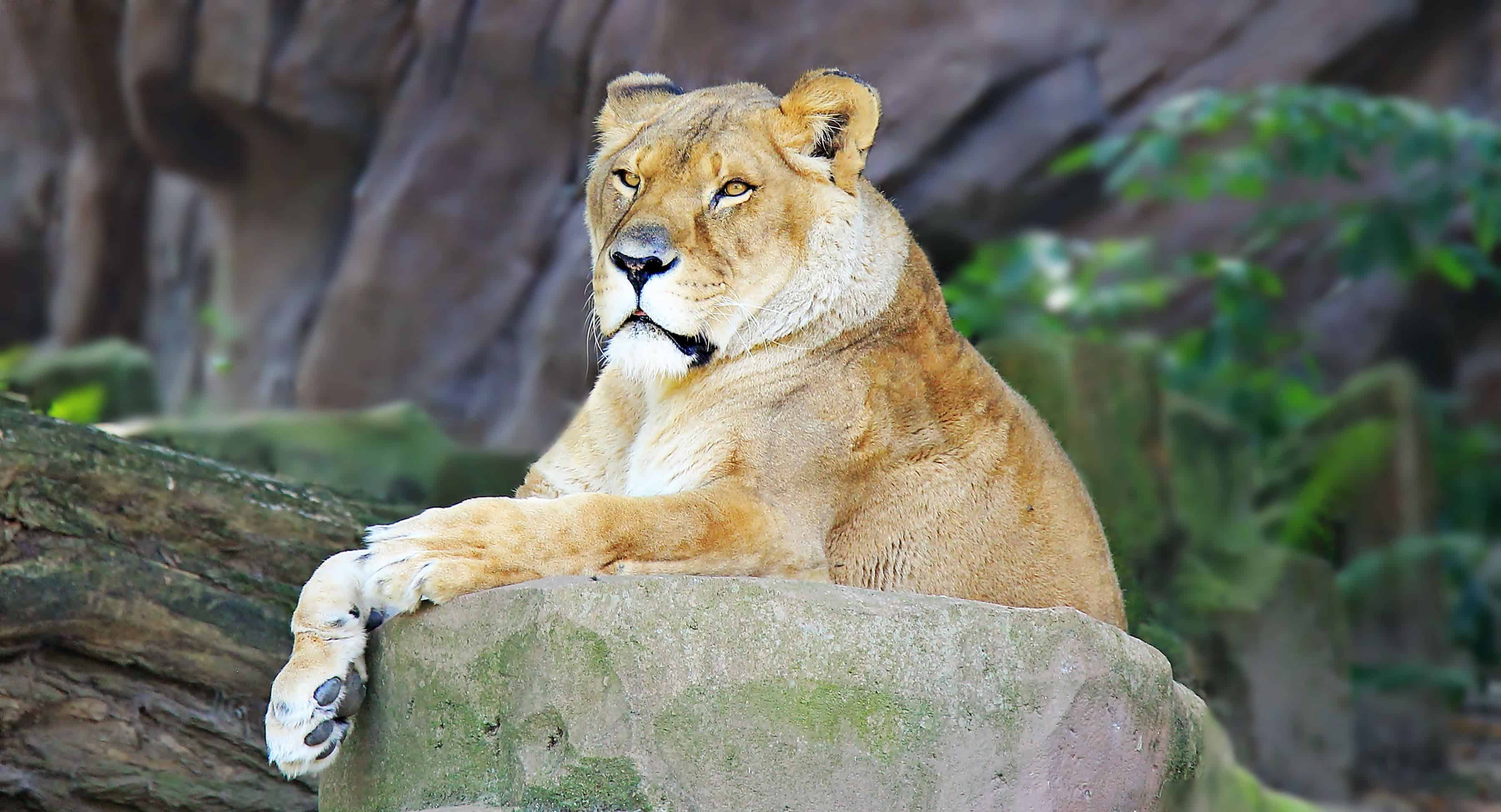 Rare fisher returns to Cleveland after nearly two centuries