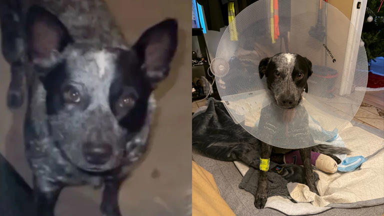 Cane investito dopo che dei ladri hanno lasciato il cancello aperto ...