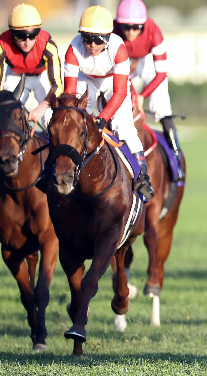 【有馬記念・超ブル診断ステップレース編】レーティングでも上位 JC組の“箱押し”が得策か