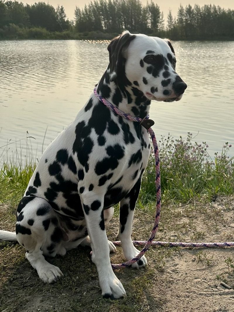 14 dog breeds that are prone to motion sensitivity – try this car-prep ...
