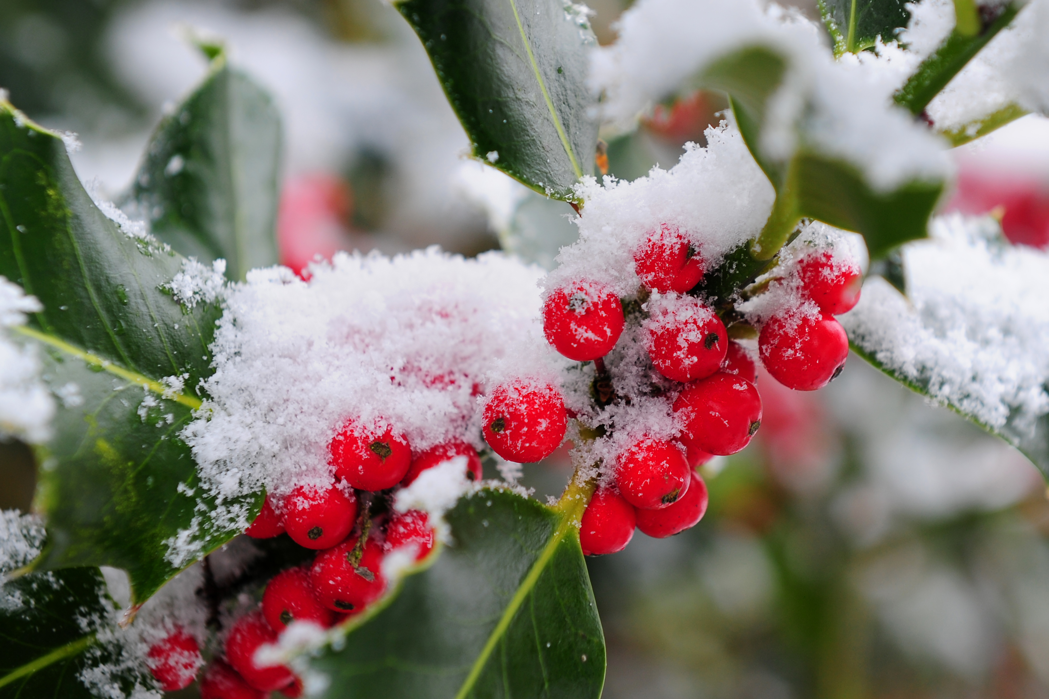 Parents warned to keep medicines, berries and reed diffusers away from ...