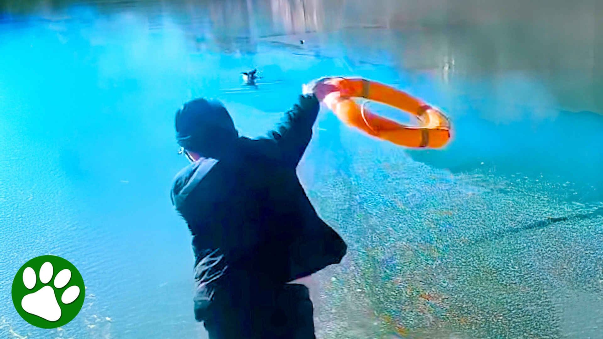 Quick-thinking stranger uses lifebuoy to save dog