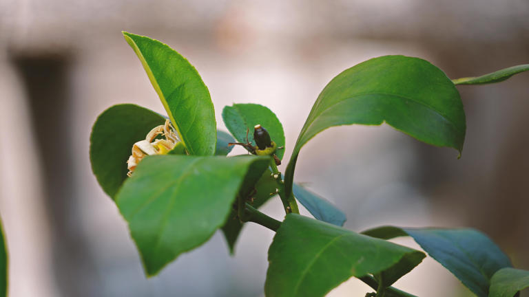 La culture de citronniers, possible au Québec?