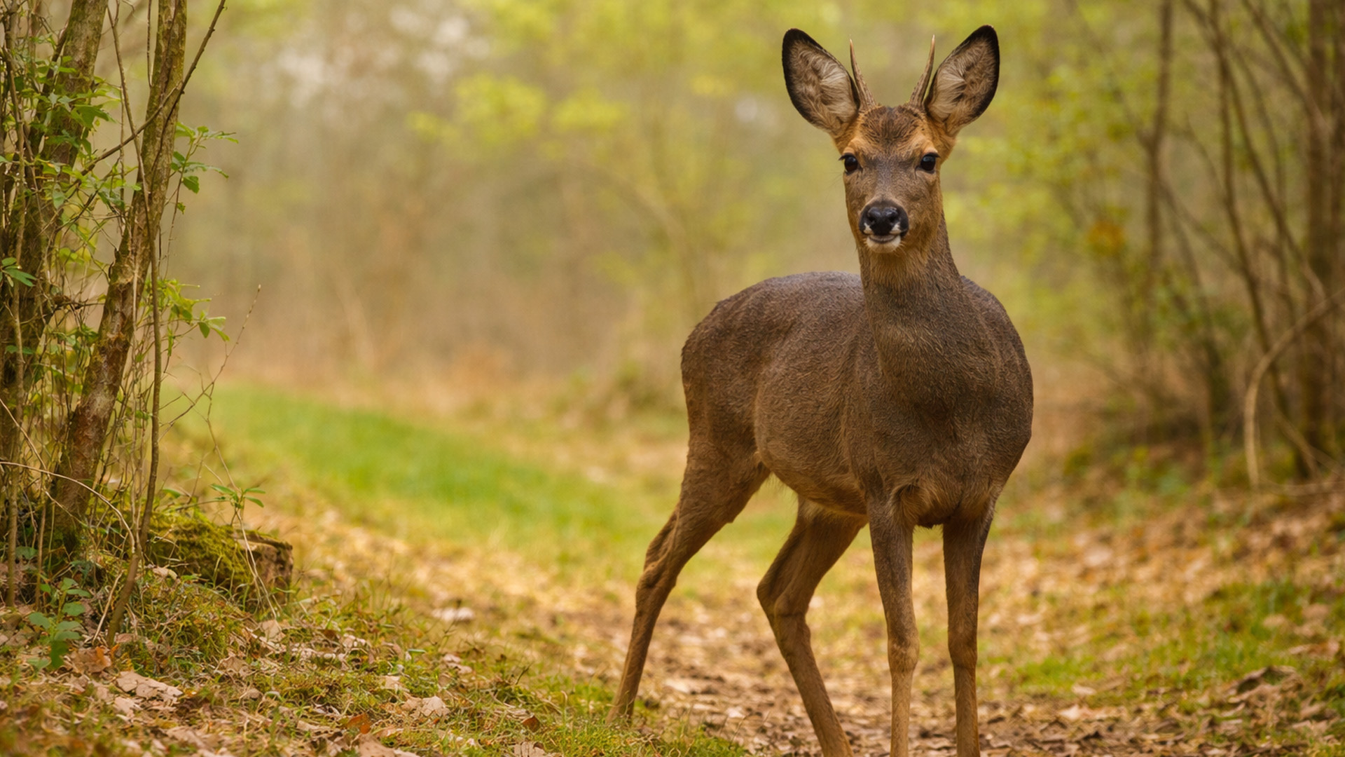 What a hidden trail camera just recorded in the forest