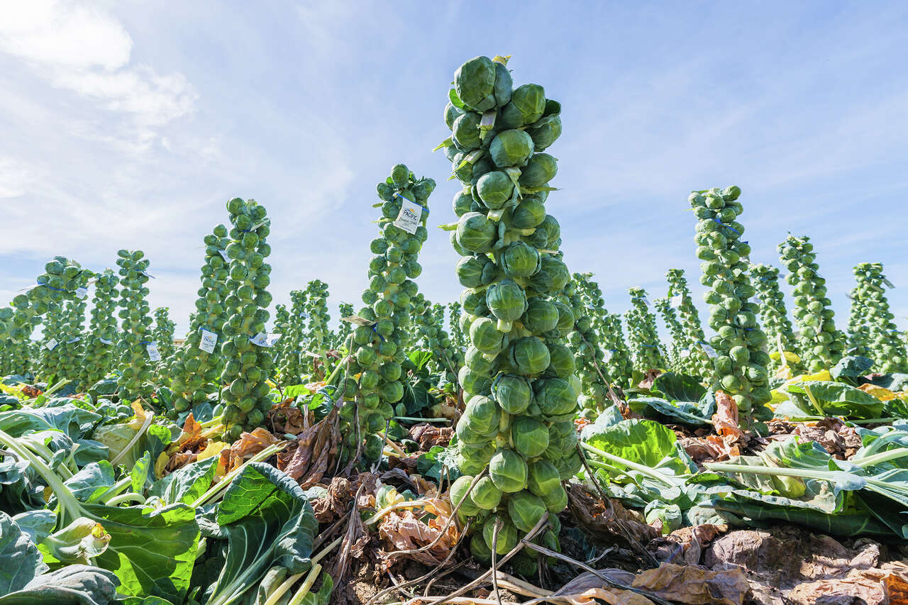 Everything you know about Brussels sprouts is wrong