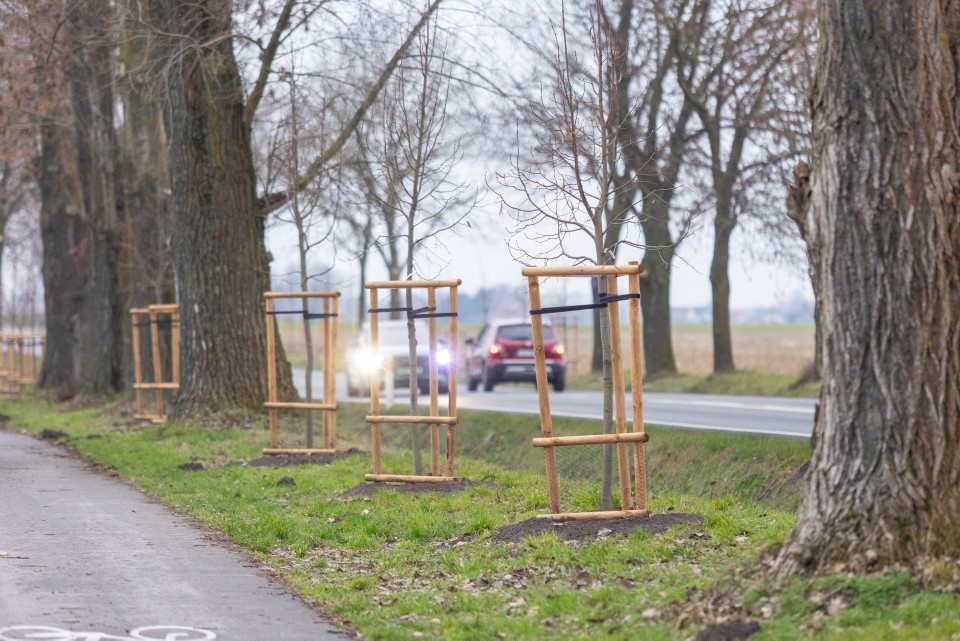 Lipy i klony między Ciechocinkiem a Zakrzewem. Powstały zielone aleje ...