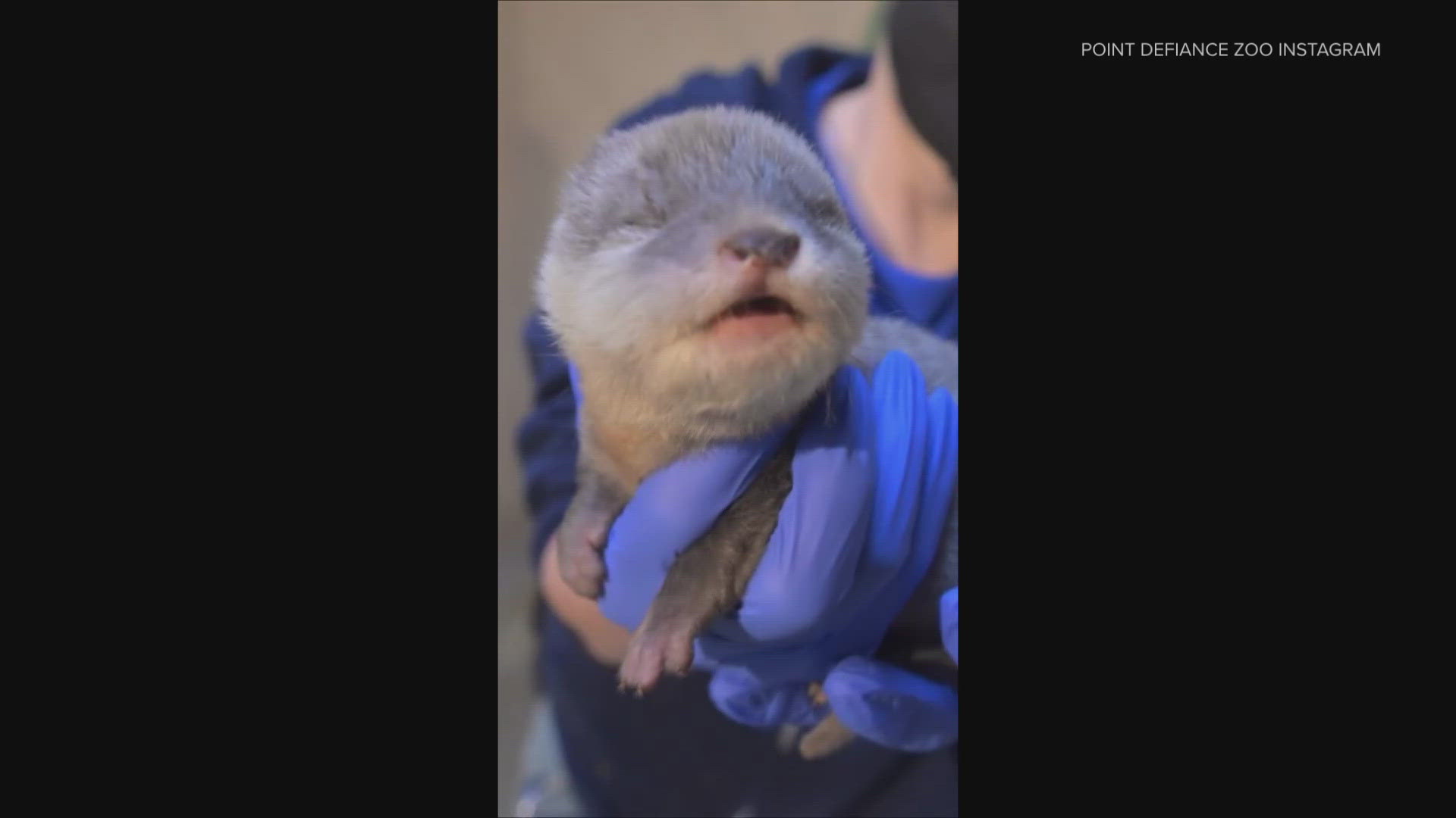 Point Defiance Zoo welcomes otter pup
