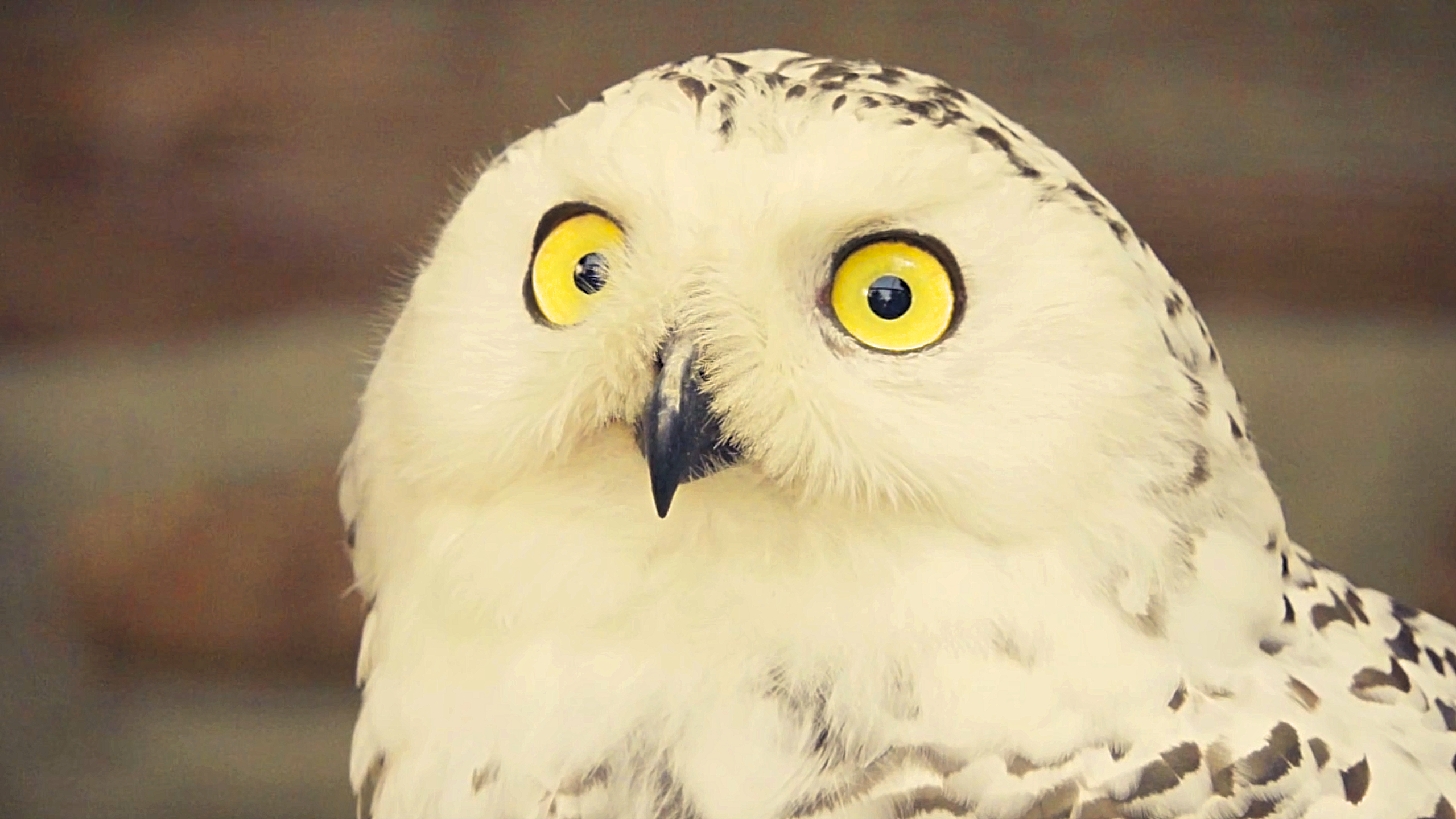 I tried to film an owl up close and got an unexpected and cute reaction