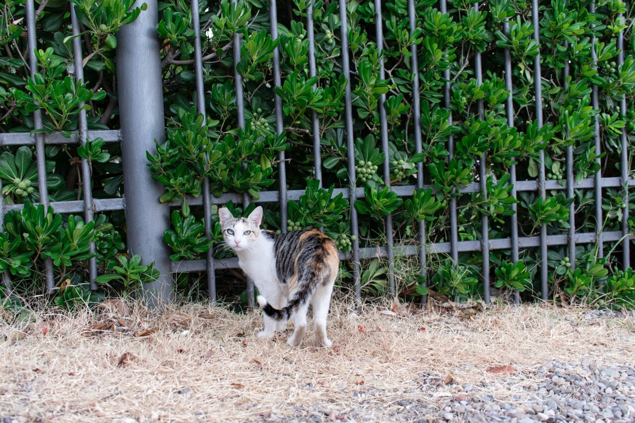 Secret lives of cats could hold clues for wildcat return in Wales
