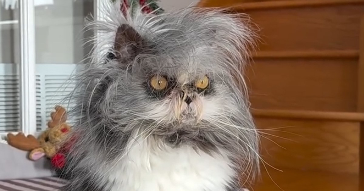 Video: Cat looks like he's 'installing an update' right after he wakes up