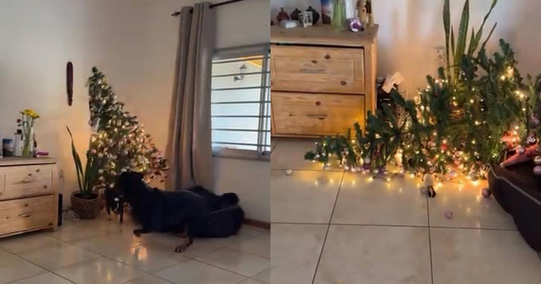 Playful dogs topple Christmas tree & make quick getaway
