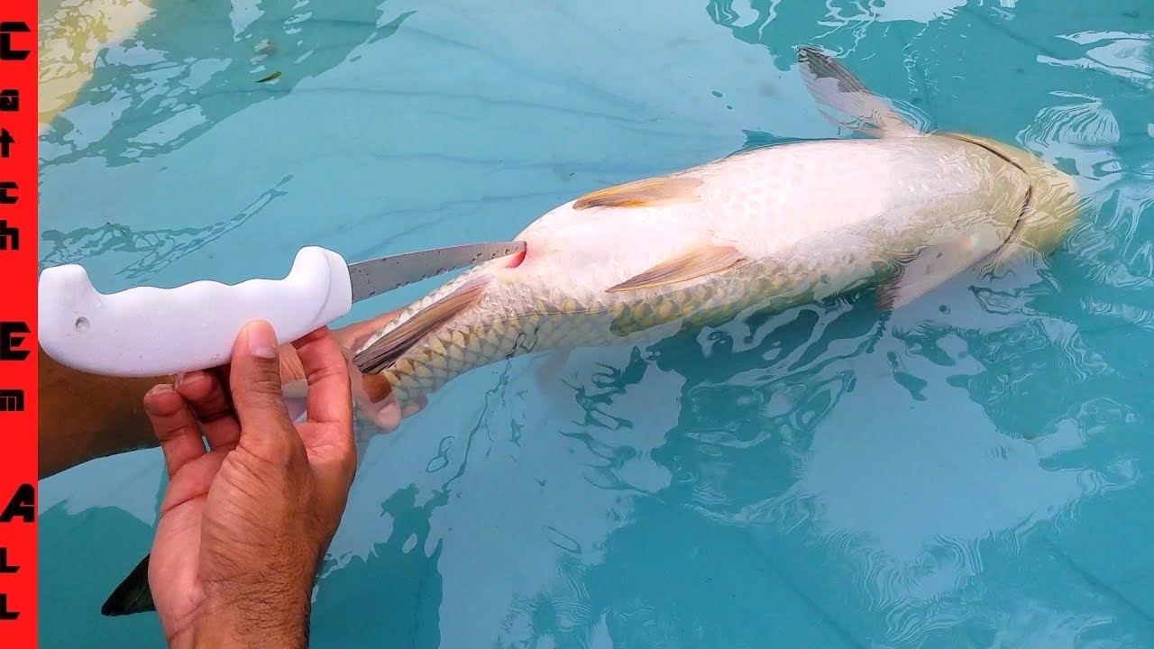 Surgery on a fish saves its life