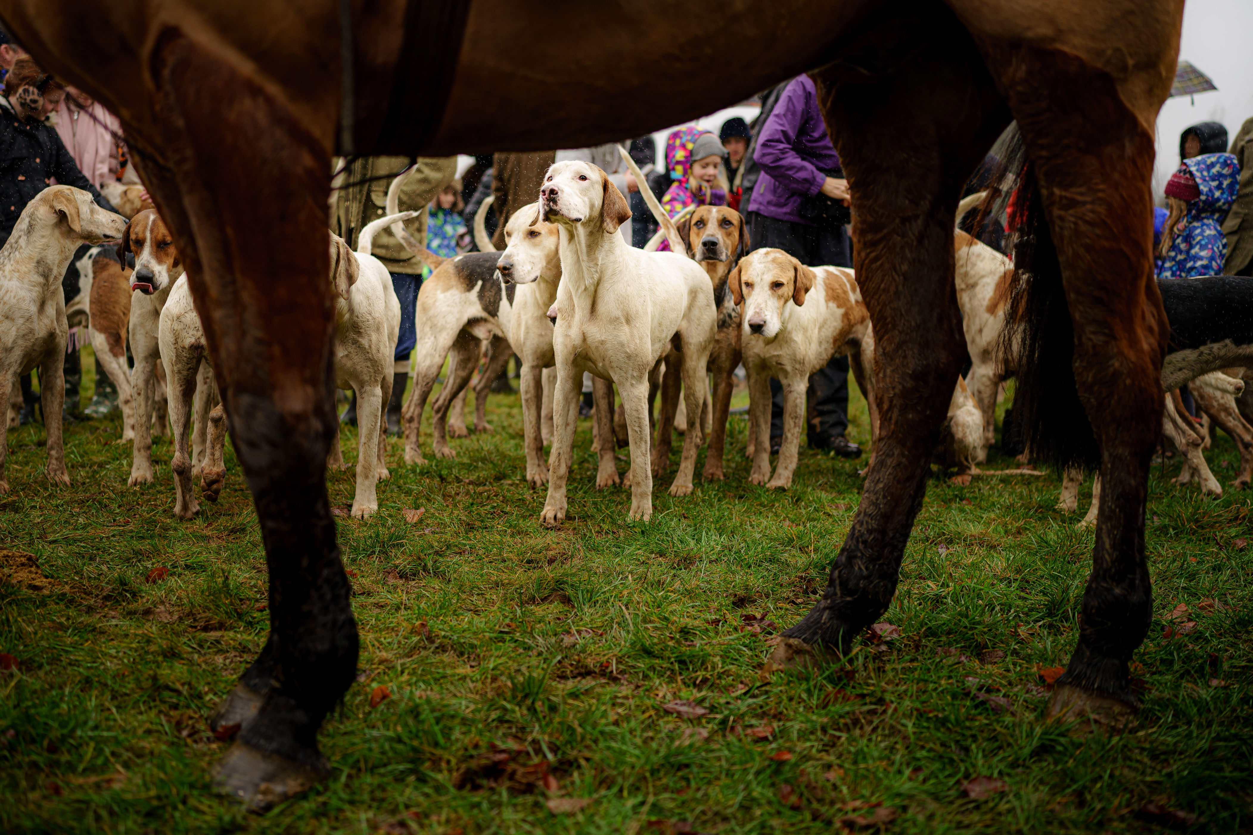 Ban on shock collars and trail hunting among government’s animal ...