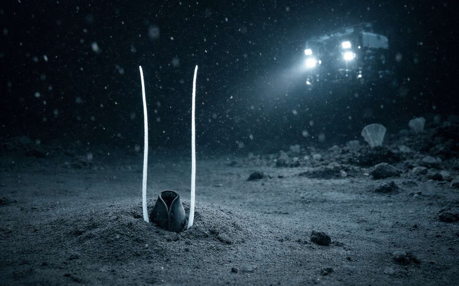 « Nous n'avions jamais rien observé de tel » : ce calmar prouve que les ...