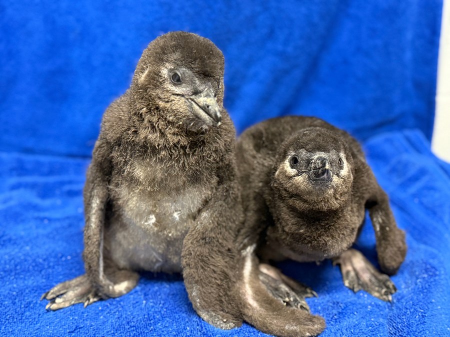 Adventure Aquarium welcomes adorable baby African penguin chicks in ...