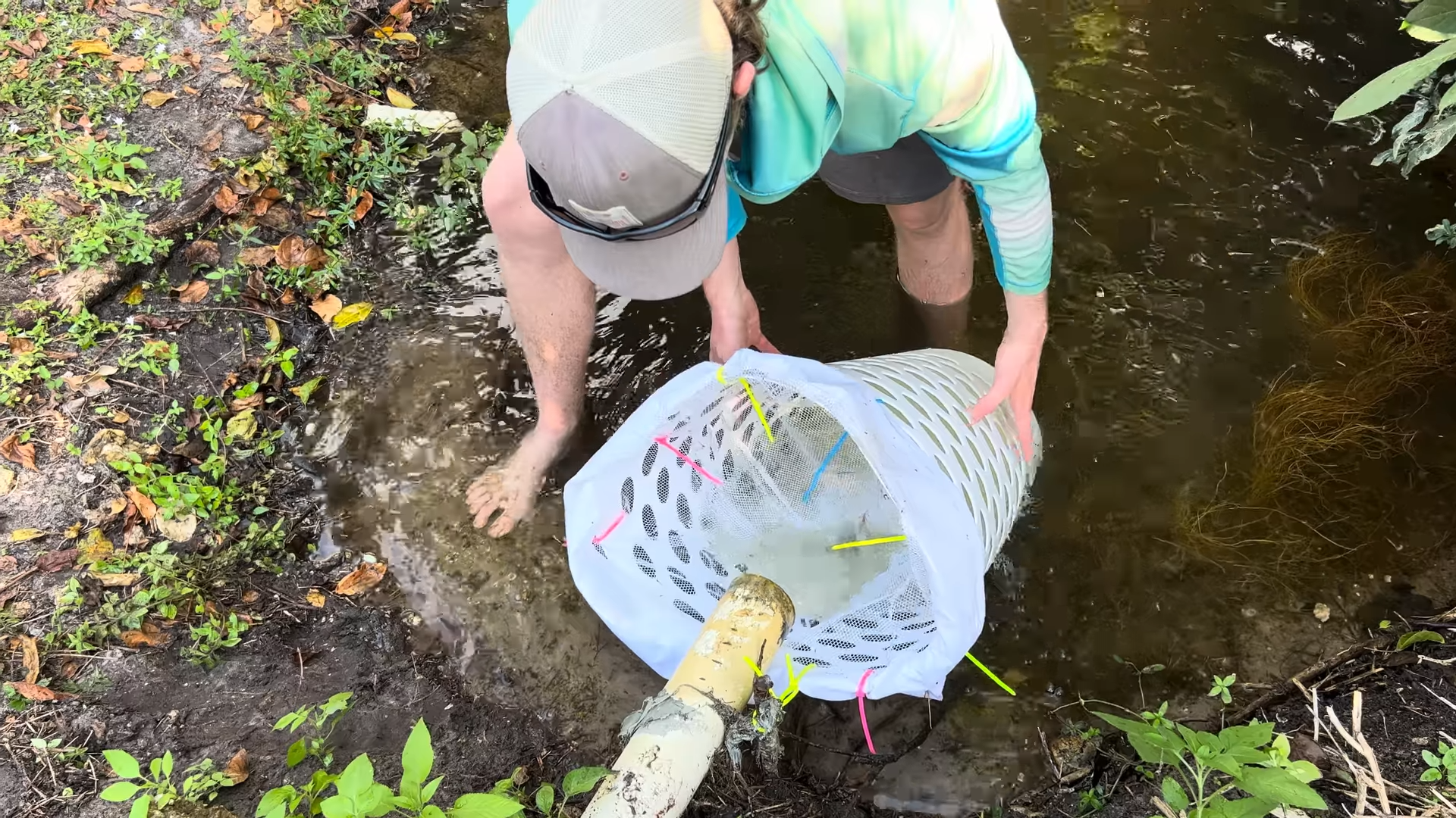 How this small creek was hiding dozens of aquarium fish