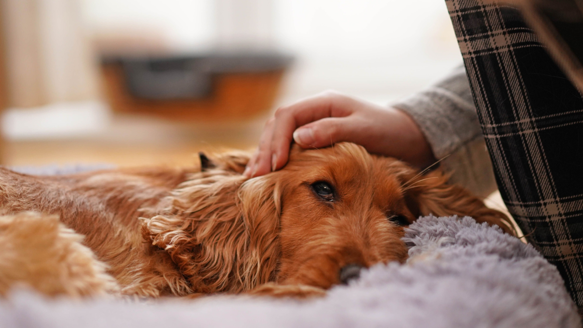 If your dog does these 11 things, it means they are really sad because ...