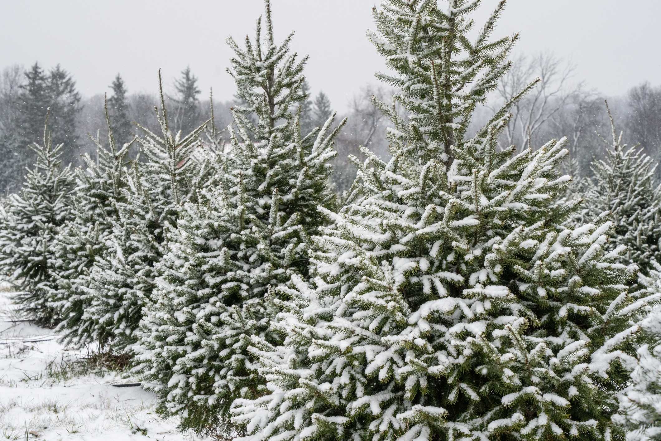 What was the Susquehanna Valley's snowiest Christmas?