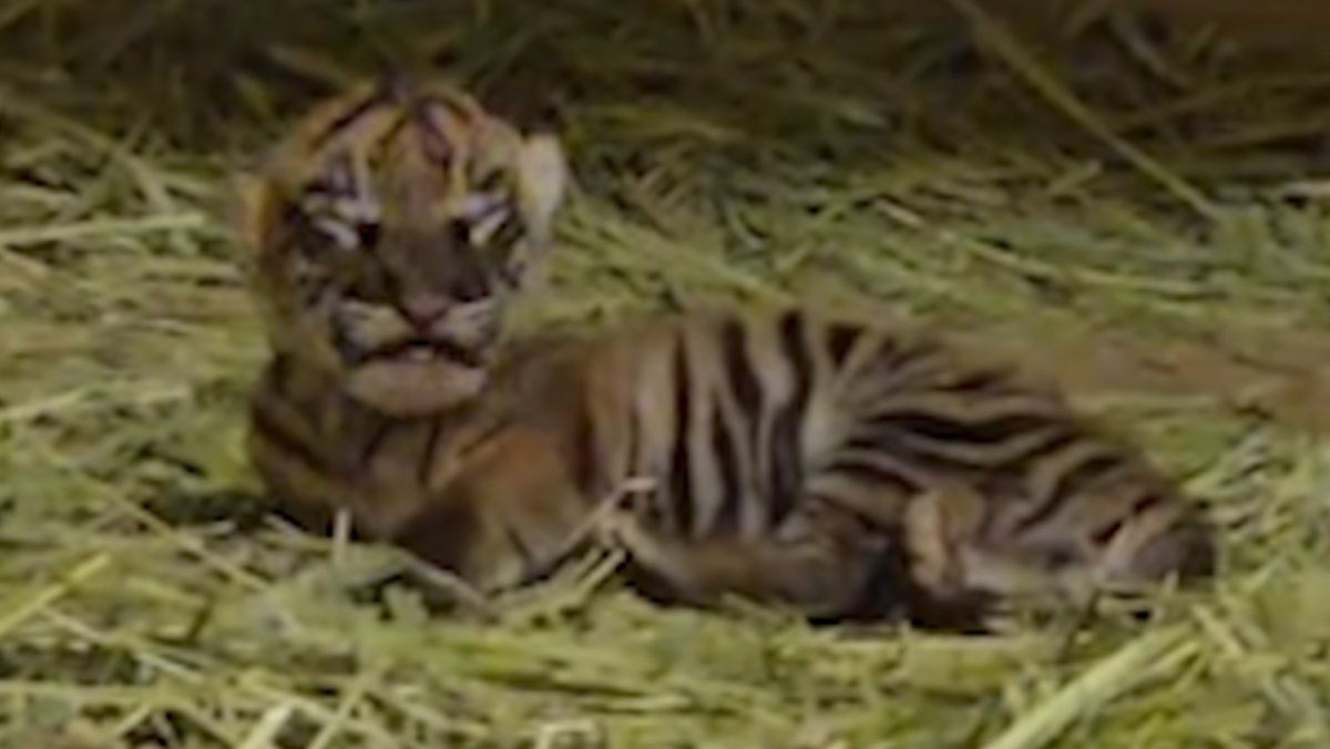 Critically endangered Sumatran tiger cub born at OKC Zoo