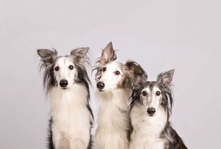 15 sighthound breeds and their unique traits