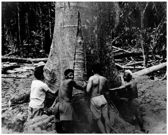 Amazon tree used by indigenous peoples for centuries surprises modern ...