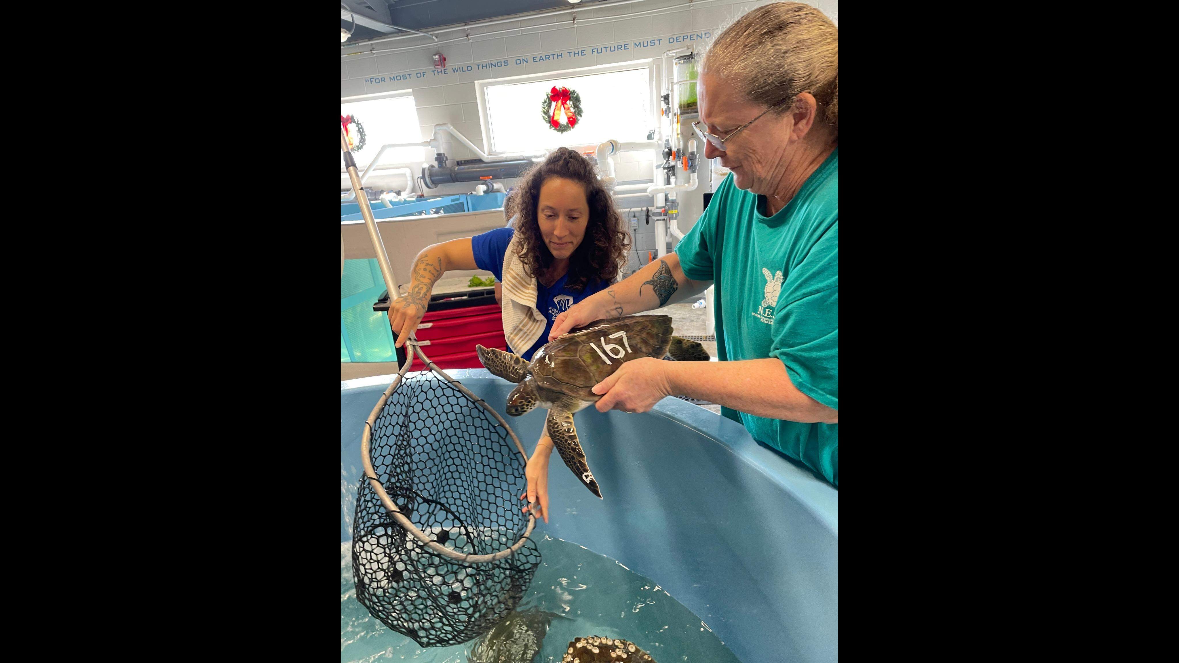 161 cold-stunned sea turtles rescued on OBX. How volunteers warm them ...