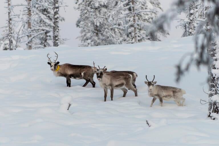 Sámi reindeer herders protest EU-backed graphite mine, fearing lost ...
