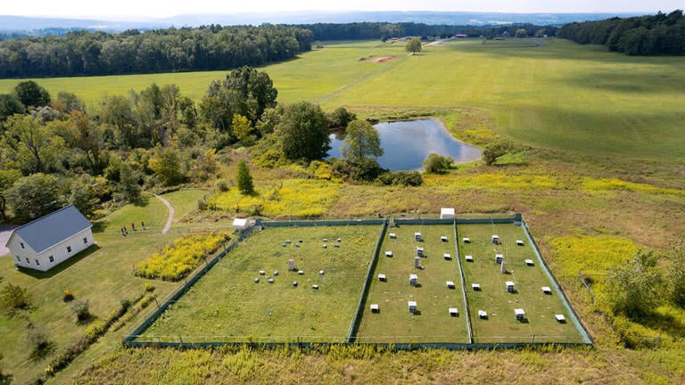 Researchers let lab mice touch grass for the first time in their lives ...