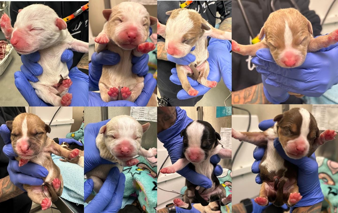 Hours-old puppies abandoned in shopping cart outside South Philly Target