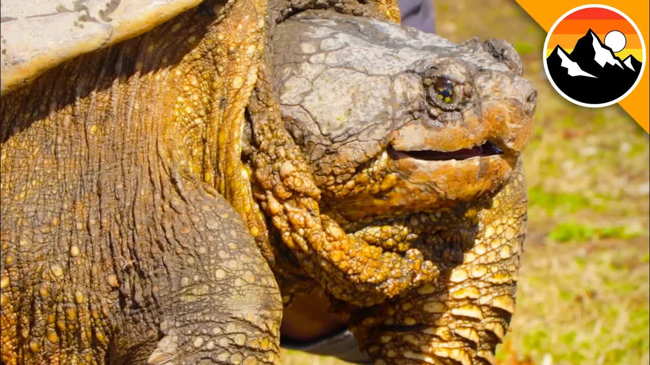 Dragon caught on drone footage