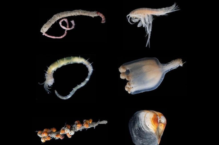 Deepest gas hydrate cold seep ever discovered in the Arctic at 3,640 m ...