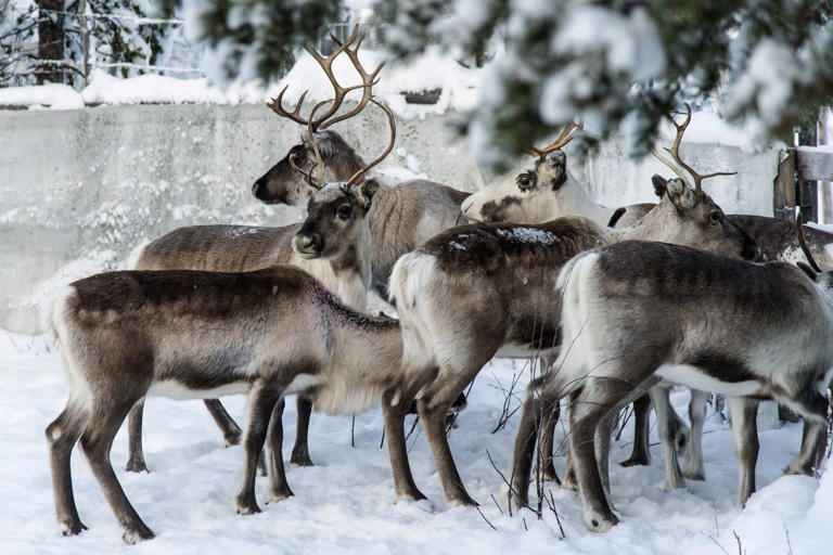 Sámi reindeer herders protest EU-backed graphite mine, fearing lost ...